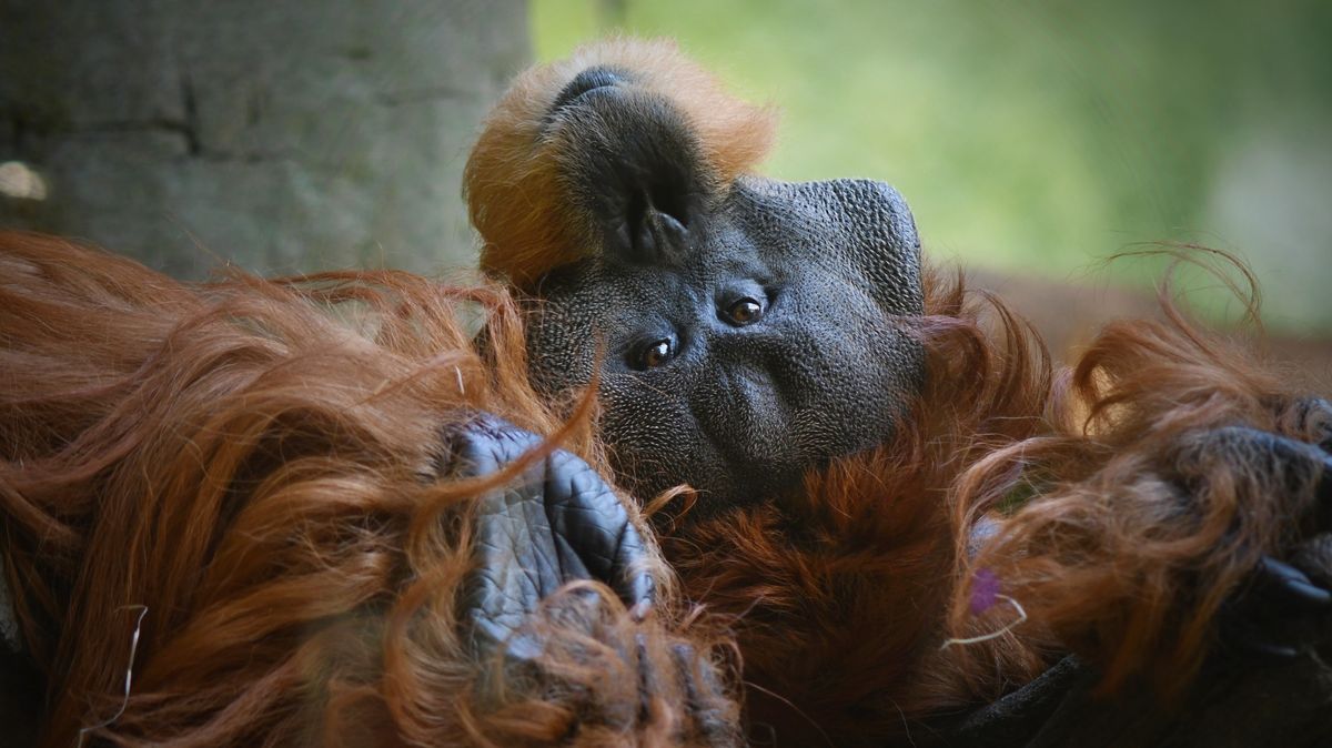 Drážďanská zoo vám za devatenáct euro nabídne fůru prázdných klecí a ...