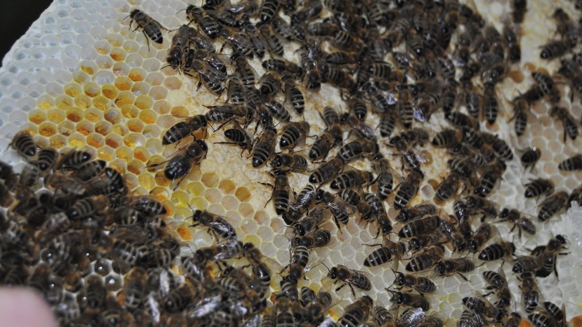 Chci pomoci přírodě, musím si hned pořizovat včelí úly? - Médium.cz