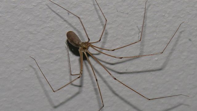 Třesavka jako nepřítel pavouků. Drobný tvor třesoucí se v síti se ...