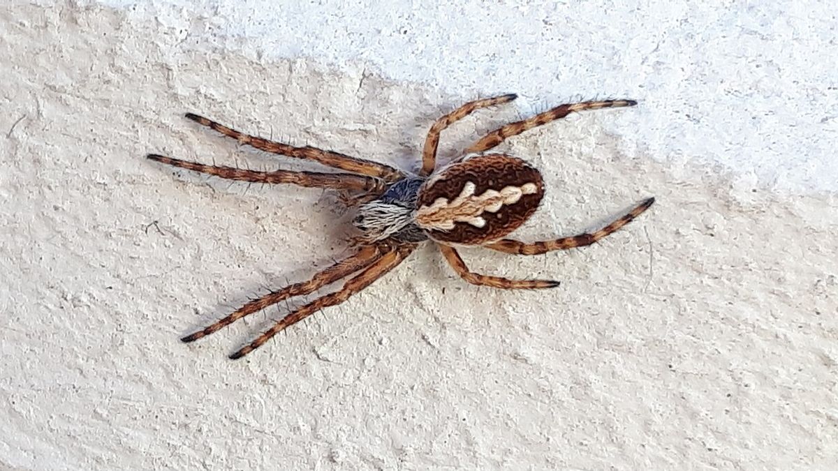 Křižák s pozoruhodnou kresbou překvapuje kuriózním jídelníčkem - Médium.cz