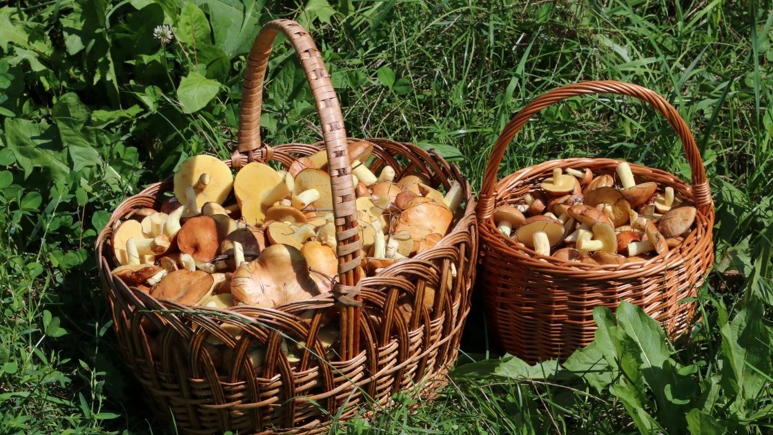 Zlatá horečka pro všechny houbaře: ČHMÚ zveřejnil mapu, která ukazuje ...