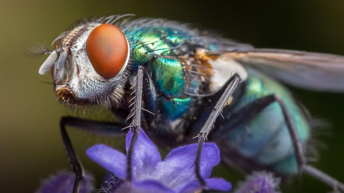 Co máme všichni na planetě společné? Otravné mouchy - Médium.cz