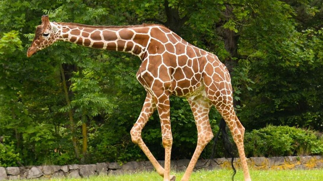 Josef Vágner. Muž, který přivedl Afriku do Dvora Králové - Médium.cz