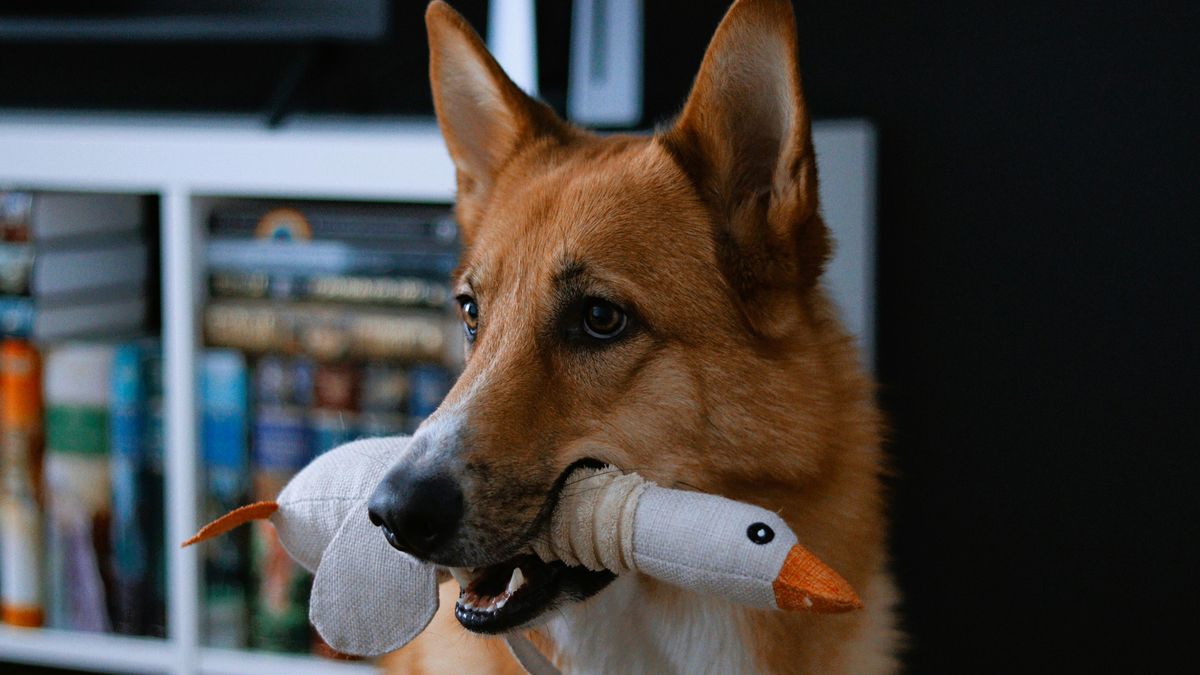 Rozumíte všemu, co se vám pes snaží říct? Možná ne tak docela - Médium.cz