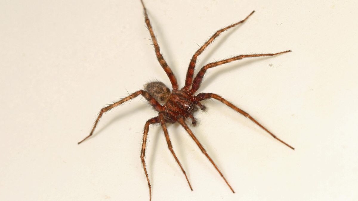 Pokoutník domácí: Nezvaný host děsí na pohled, ale jeho služby oceníte ...