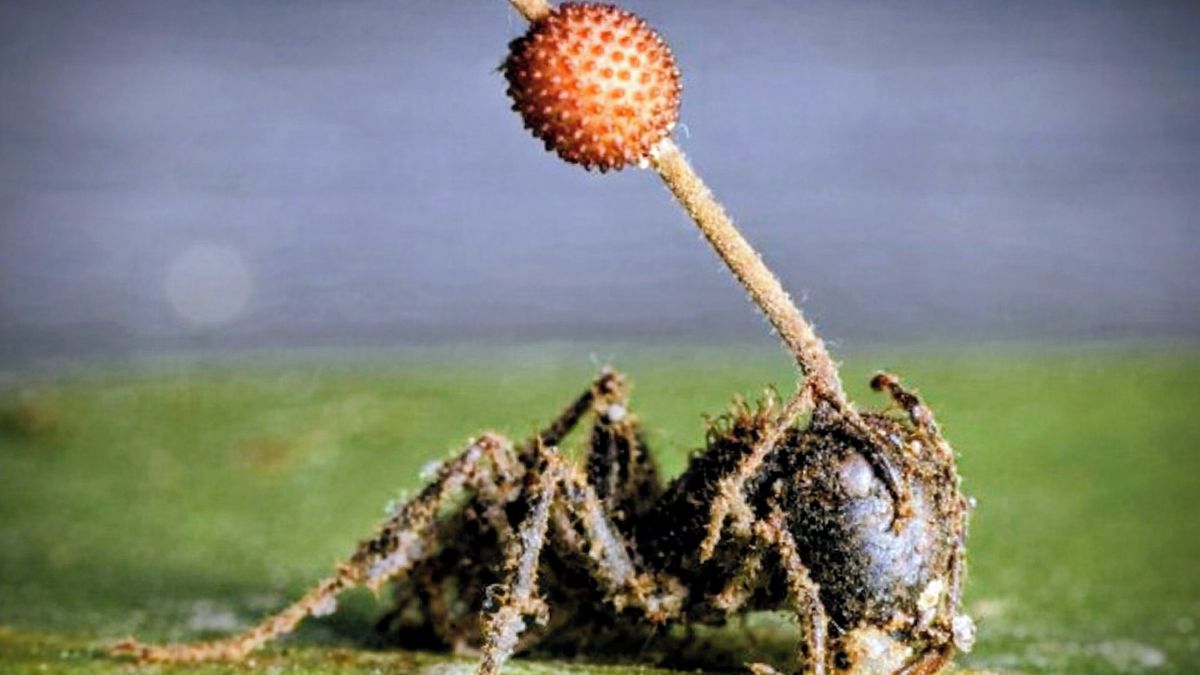 Zombie mravenci existují. Věda už ví, co a jak se děje miliony let ...