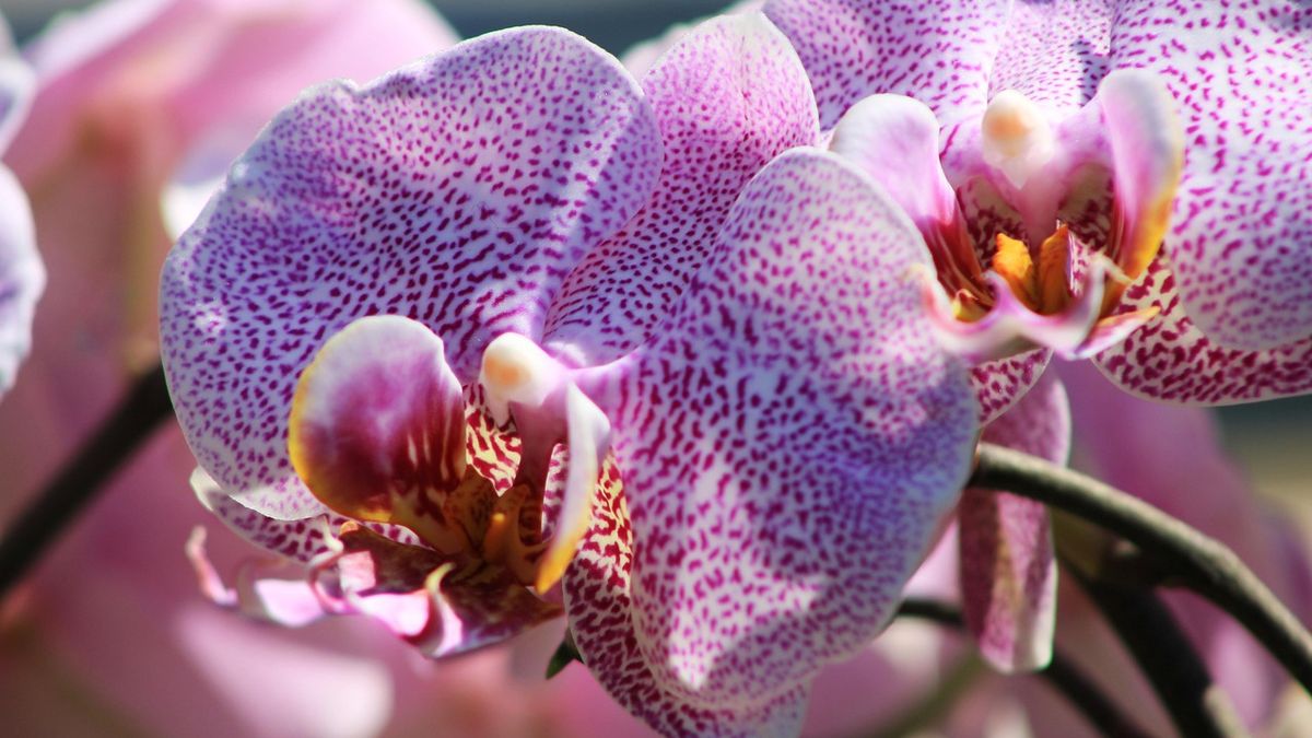 Síla modlitby: když víra dokáže ovlivnit hmotu - Médium.cz