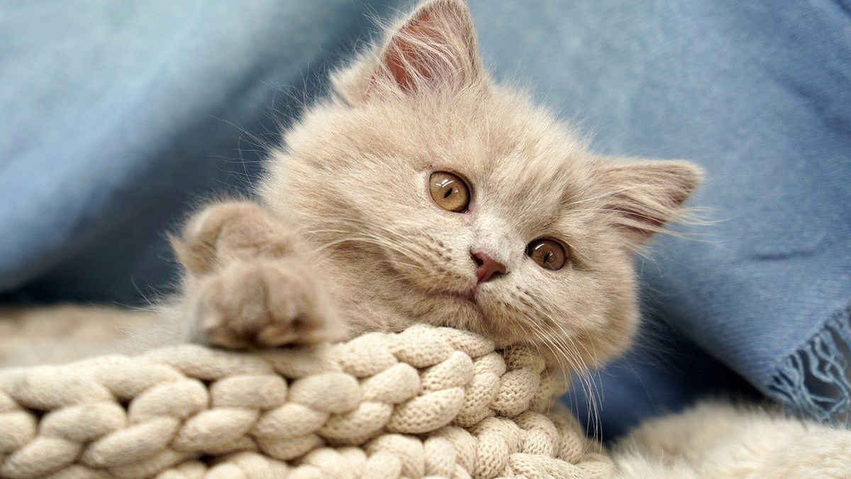 Kvíz: Poznáte plemena koček podle fotografie? - Médium.cz