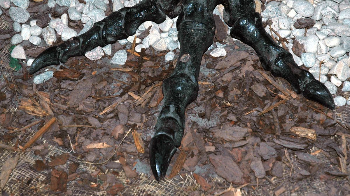 „Dinosauří dráp a jako živý.“ Děsivý nález ptáka moa na Mount Owen ...