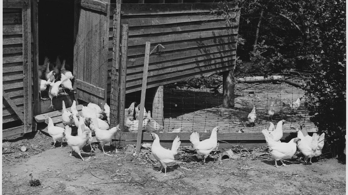 Koupil jsem kuře v akci za 79 korun. Podle manželky jsem tím otrávil ...