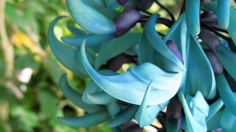 Když rozkvete nefritová liána, vítá návštěvníky Faty květinový drahokam ...