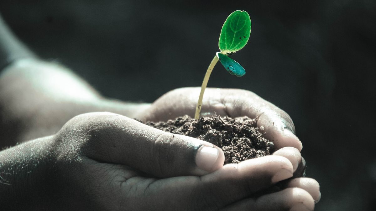 Užívání kratomu v Česku roste, spotřeba 2025: 500 tun. Blíží se zákaz ...