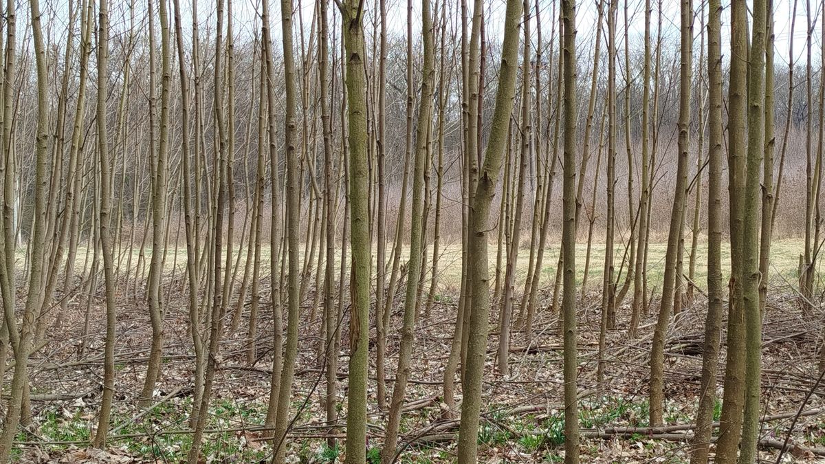 Fotogalerie: Víte, kde jsou u nás poslední větší lužní lesy s dosud ...