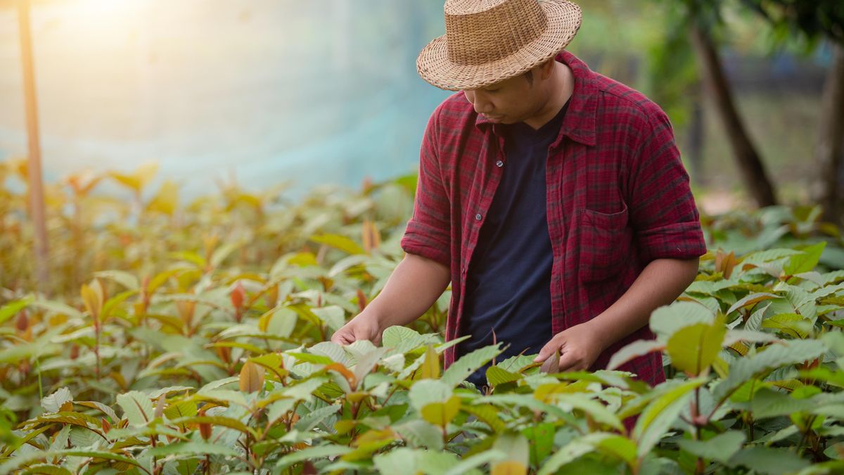 Kratomový paradox: když dva dělají totéž… - Médium.cz