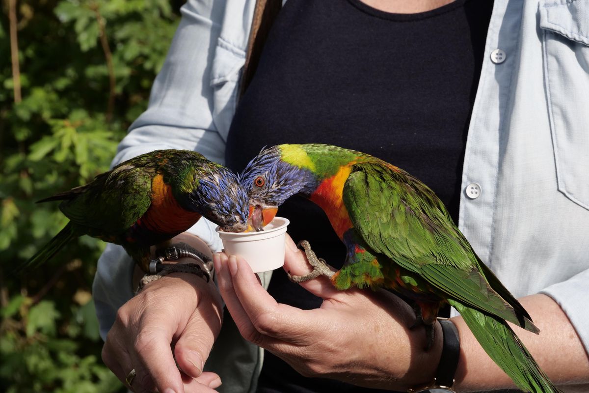 Němci vybrali nejlepší zoo. Některé jsou i kousek od Česka - Médium.cz