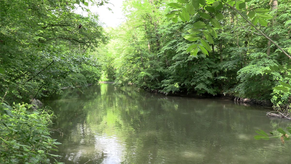 Kvetoucí kosatce na slatinné louce přírodní památky Daliboř - Médium.cz