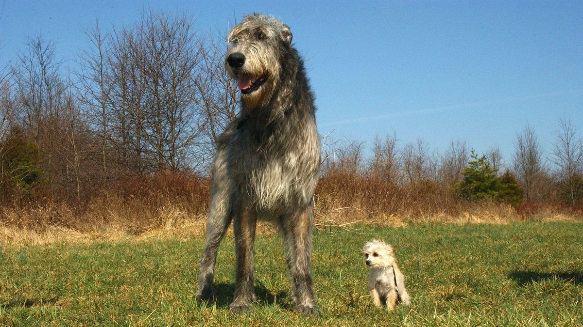 Irský vlkodav lovil vlky a bojoval v armádě, přesto se jedná o jedno z ...