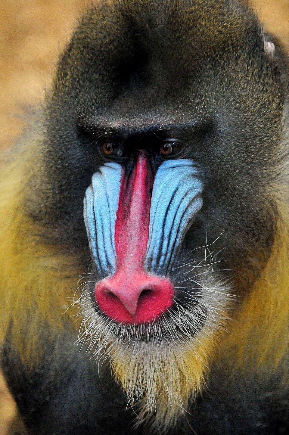 Tvář jako maska, zuby jako dýky. Mandril nahání respekt i zkušeným ...